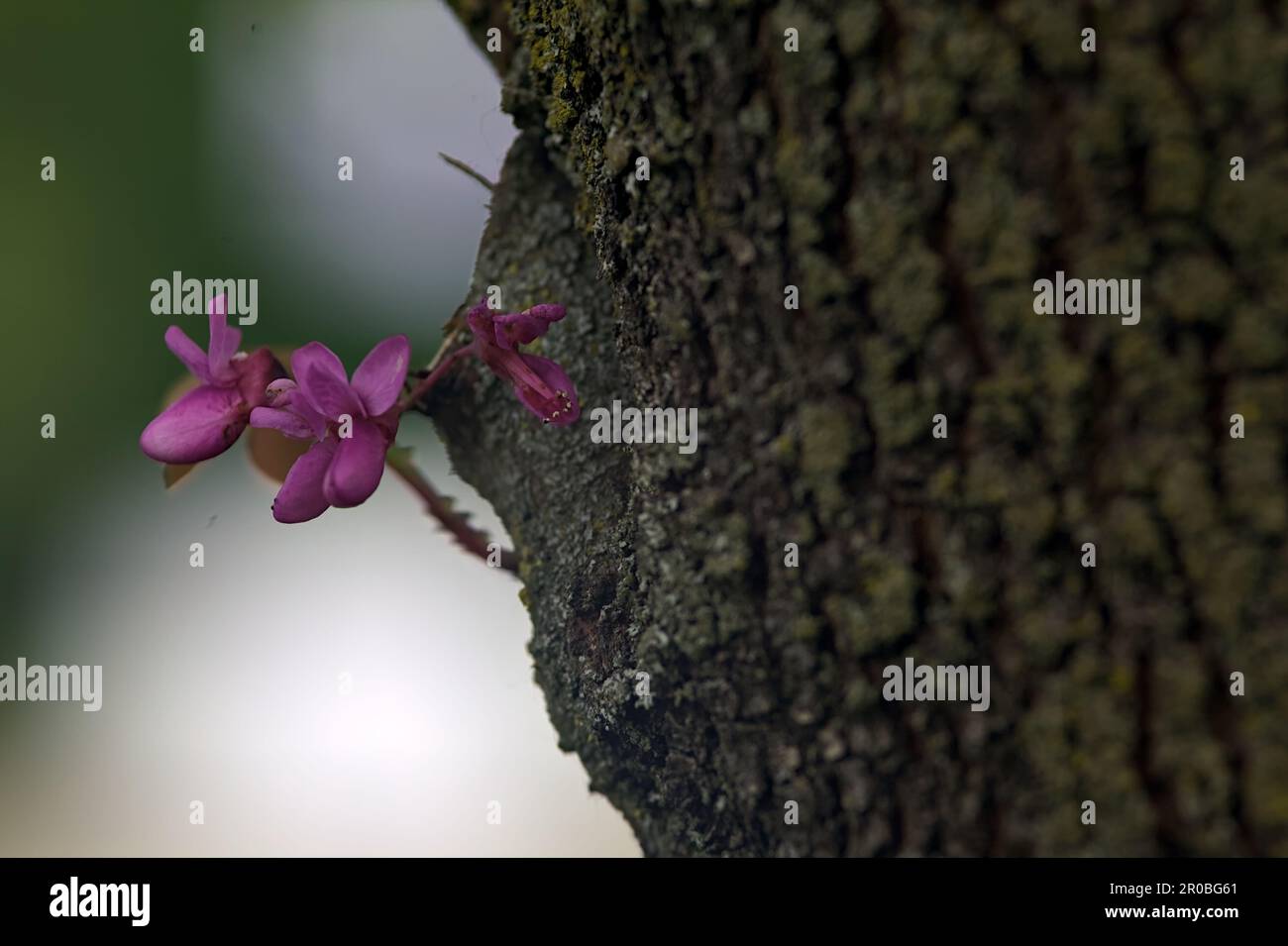 Judas tree inflorescence on the trunk seen up close Stock Photo - Alamy