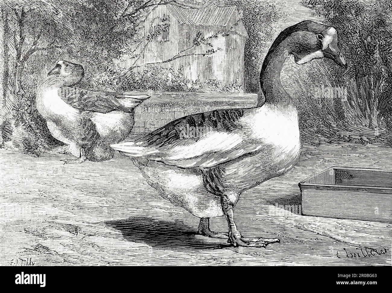 Madagascar geese, the first Malagasy geese introduced in France and ...