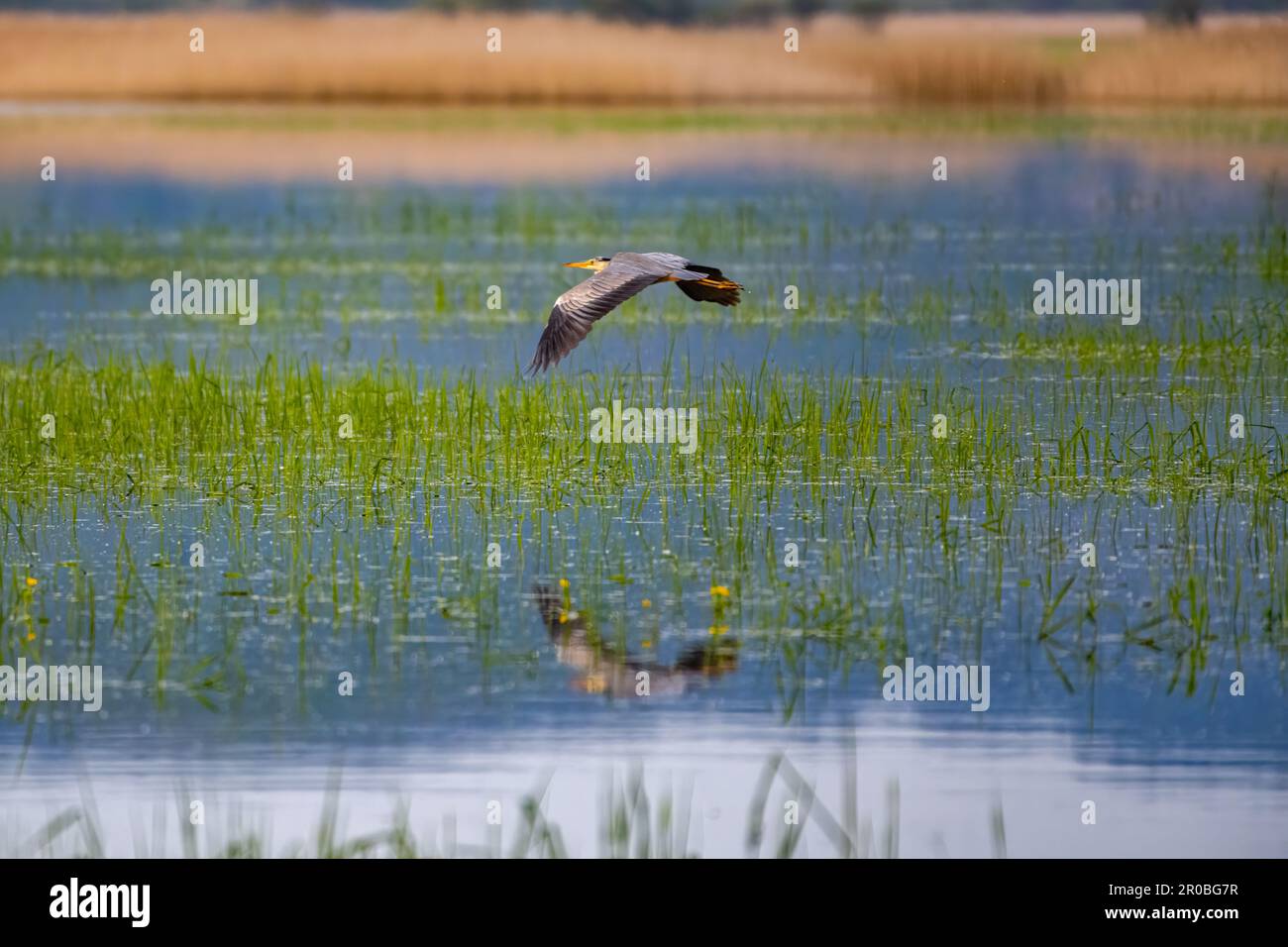 Heron in a flight with magic reflection Stock Photo - Alamy