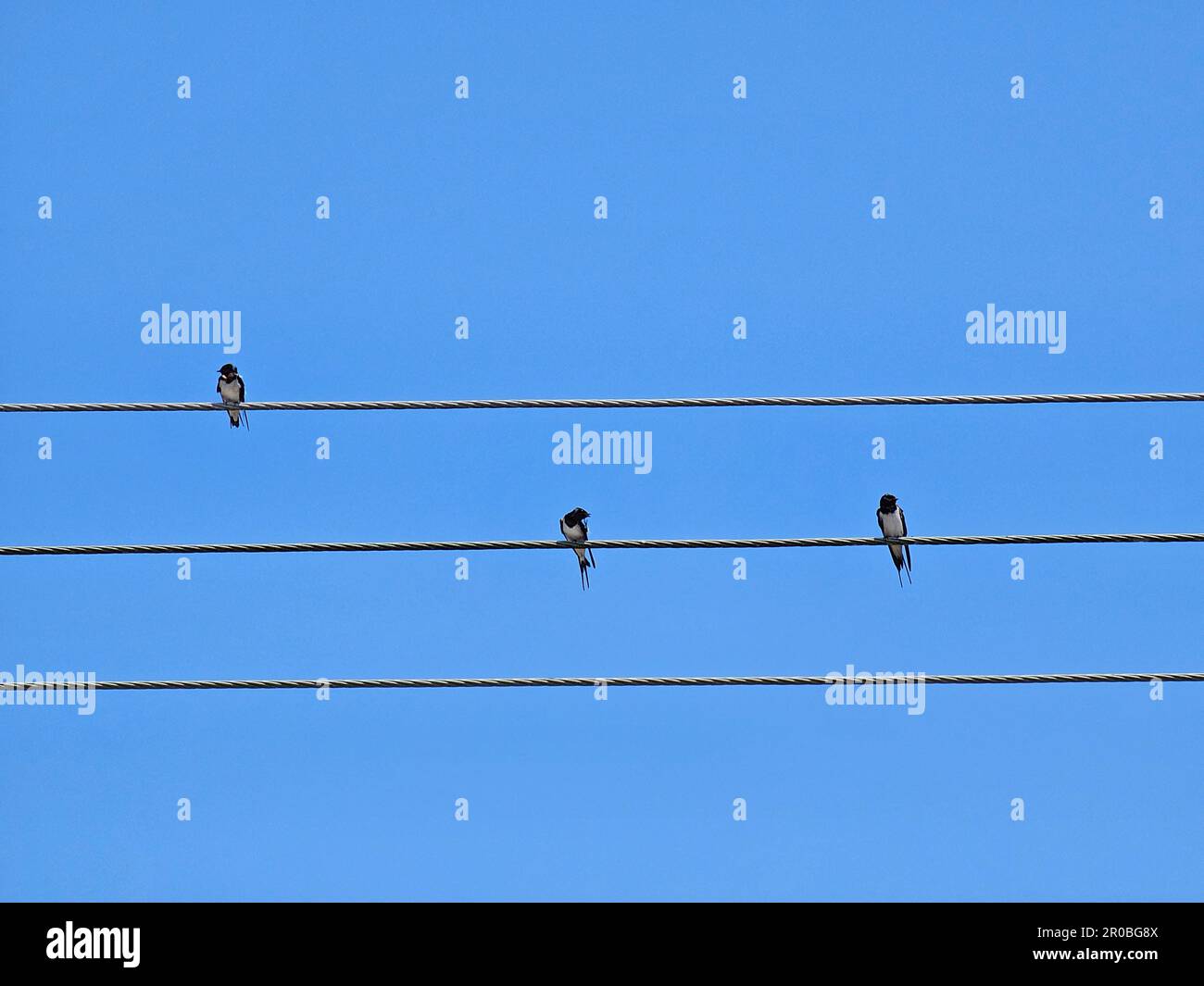 Swallows on the electric wire. Birds sitting on electricity pole with ...