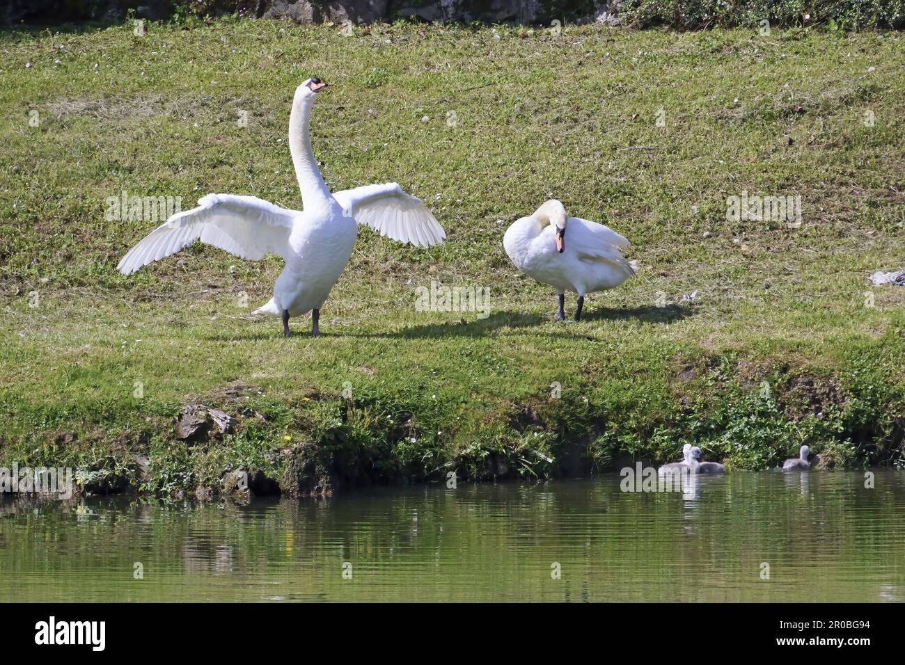 family of royal swans with the kids in water and the male at open wings ...