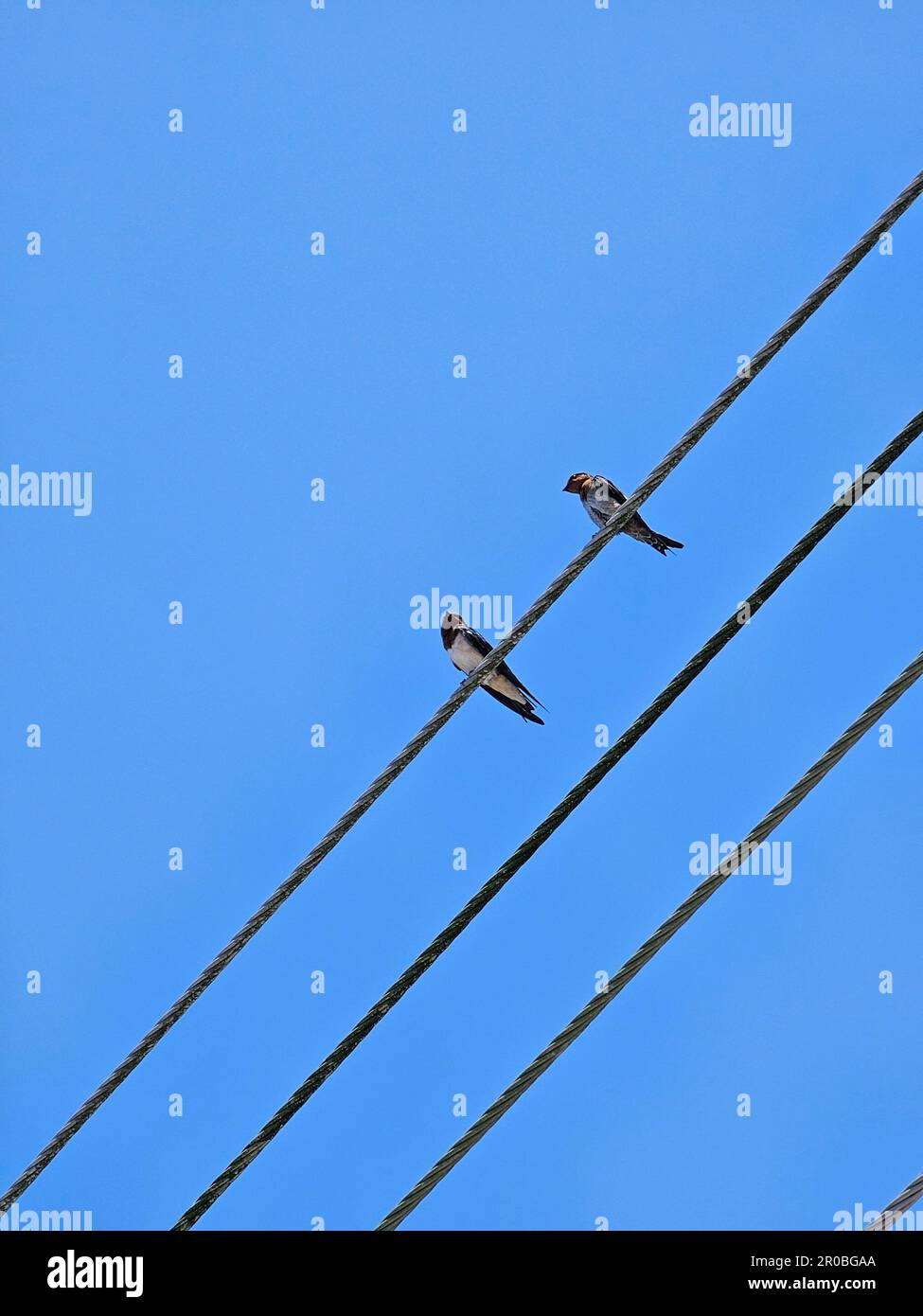 Swallows on the electric wire. Birds sitting on electricity pole with ...
