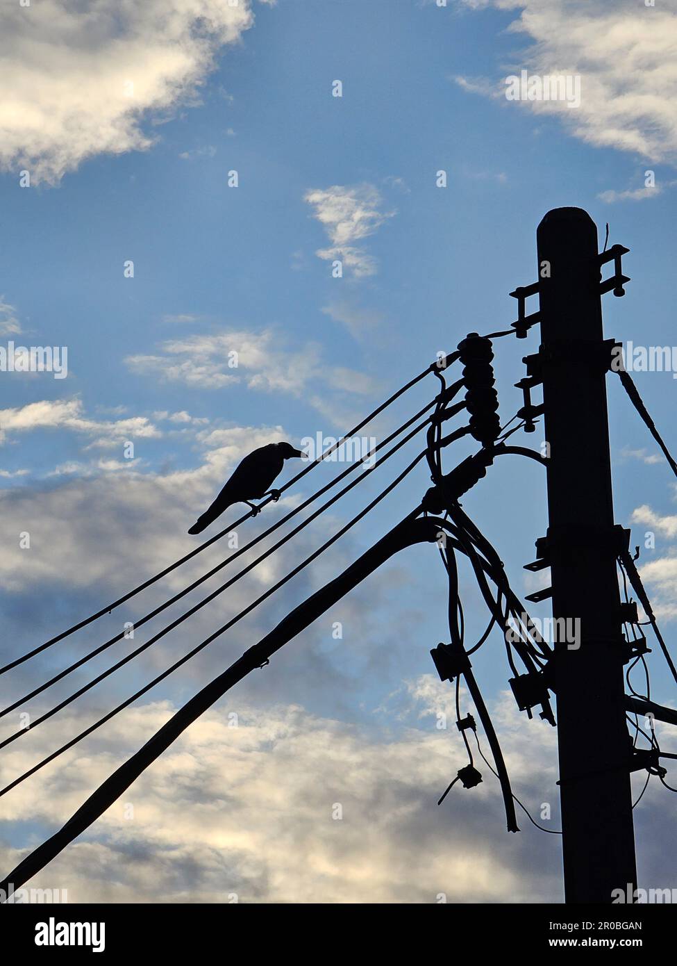Silhouette of a crow sitting on the wire in the sky. Bird on the wires ...