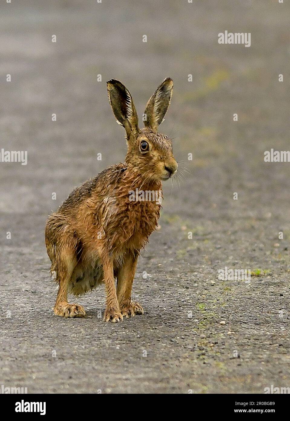 English hare hi-res stock photography and images - Alamy