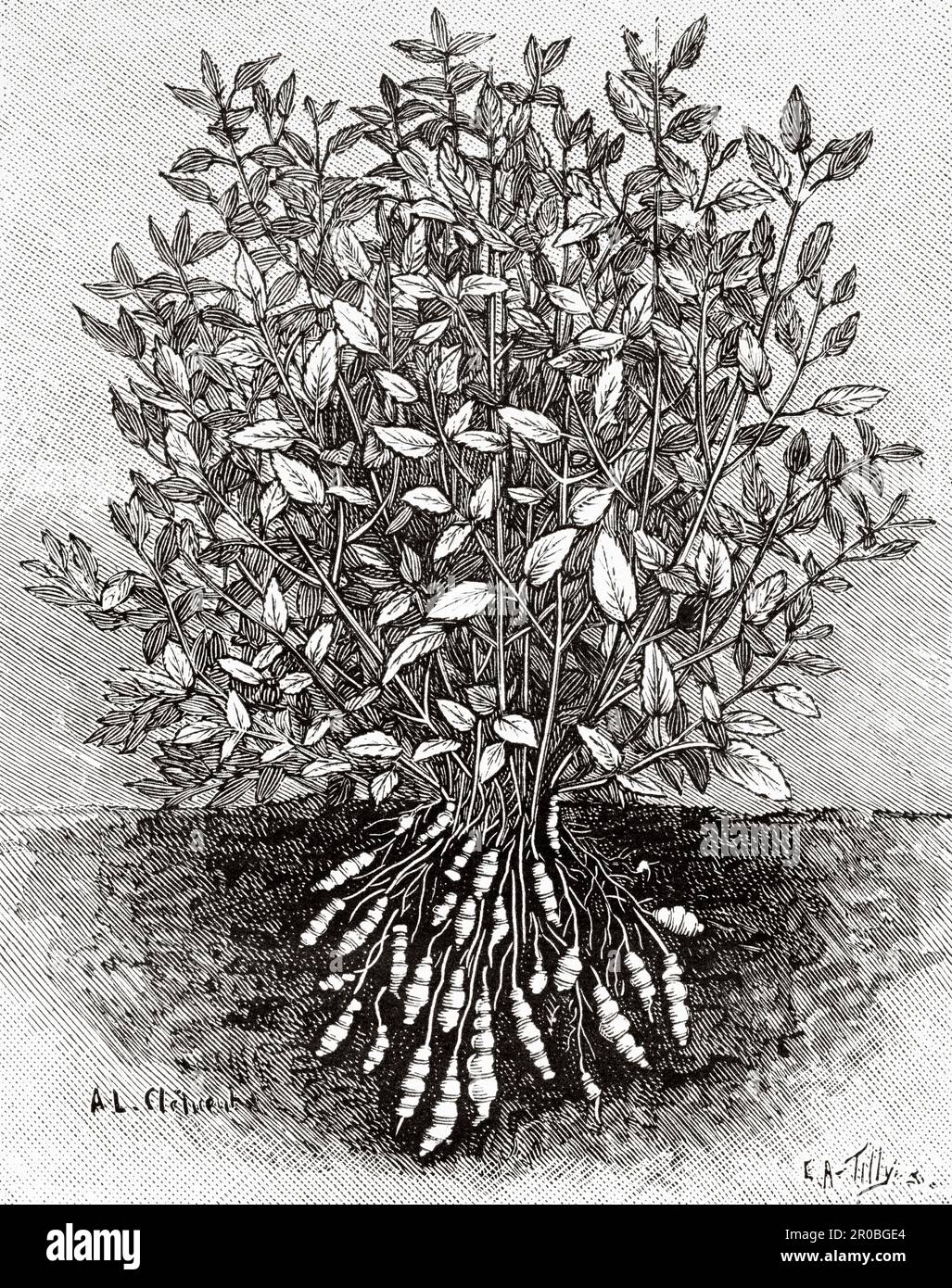 Japanese crosne Stachys affinis tubers rhizome root vegetable (Stachys ...