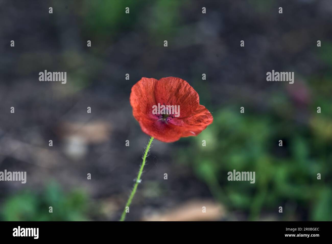 Poppy in bloom seen hi-res stock photography and images - Alamy