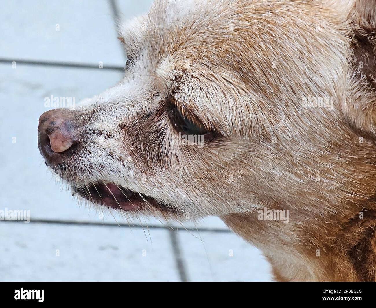 Sad chihuahua hi-res stock photography and images - Alamy