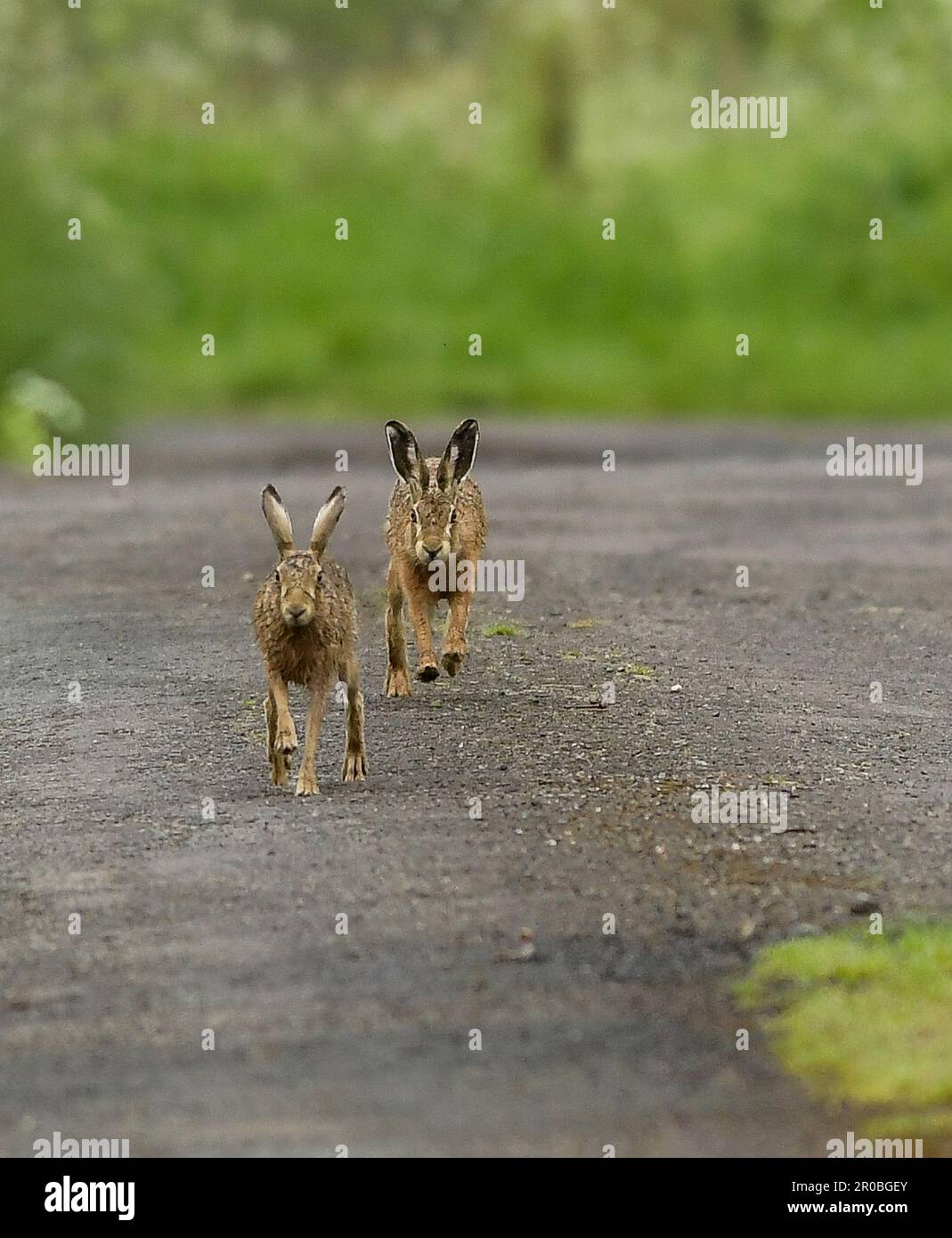 English hare hi-res stock photography and images - Alamy