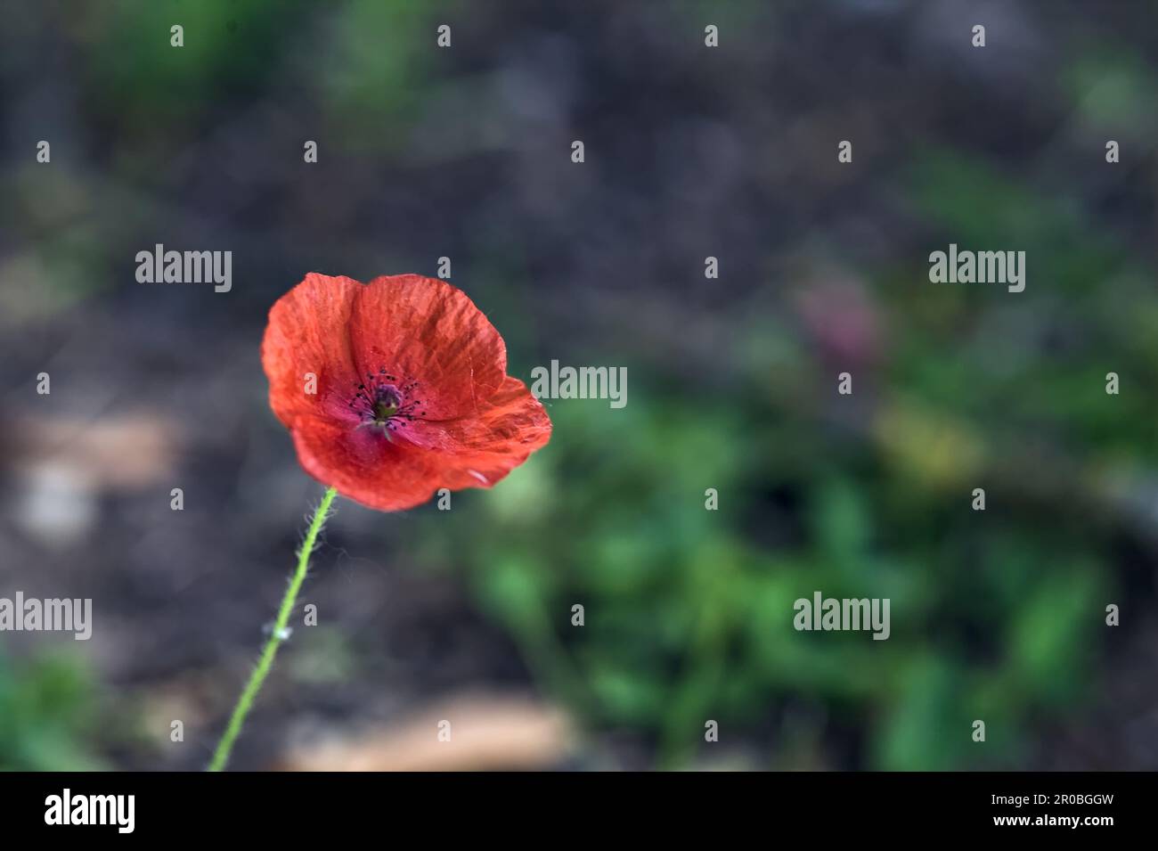Poppy in bloom seen hi-res stock photography and images - Alamy