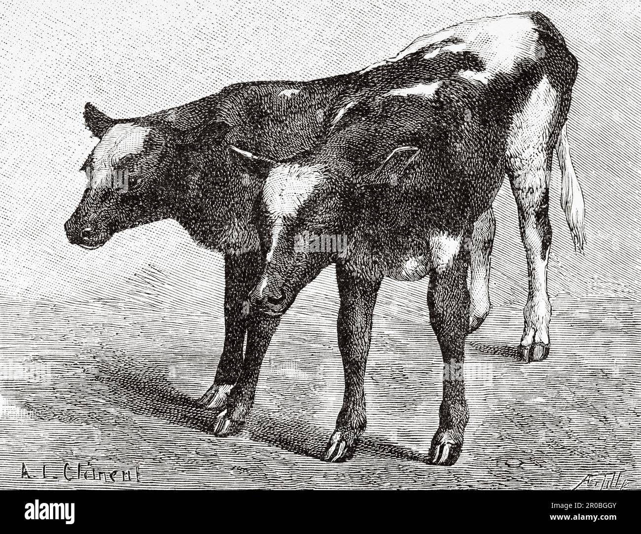 Two headed calf. Old 19th century engraving from La Nature 1887 Stock ...