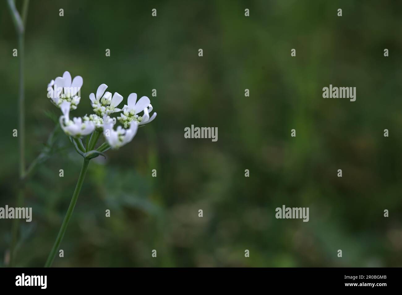 White wildflowers in bloom seen up close Stock Photo - Alamy