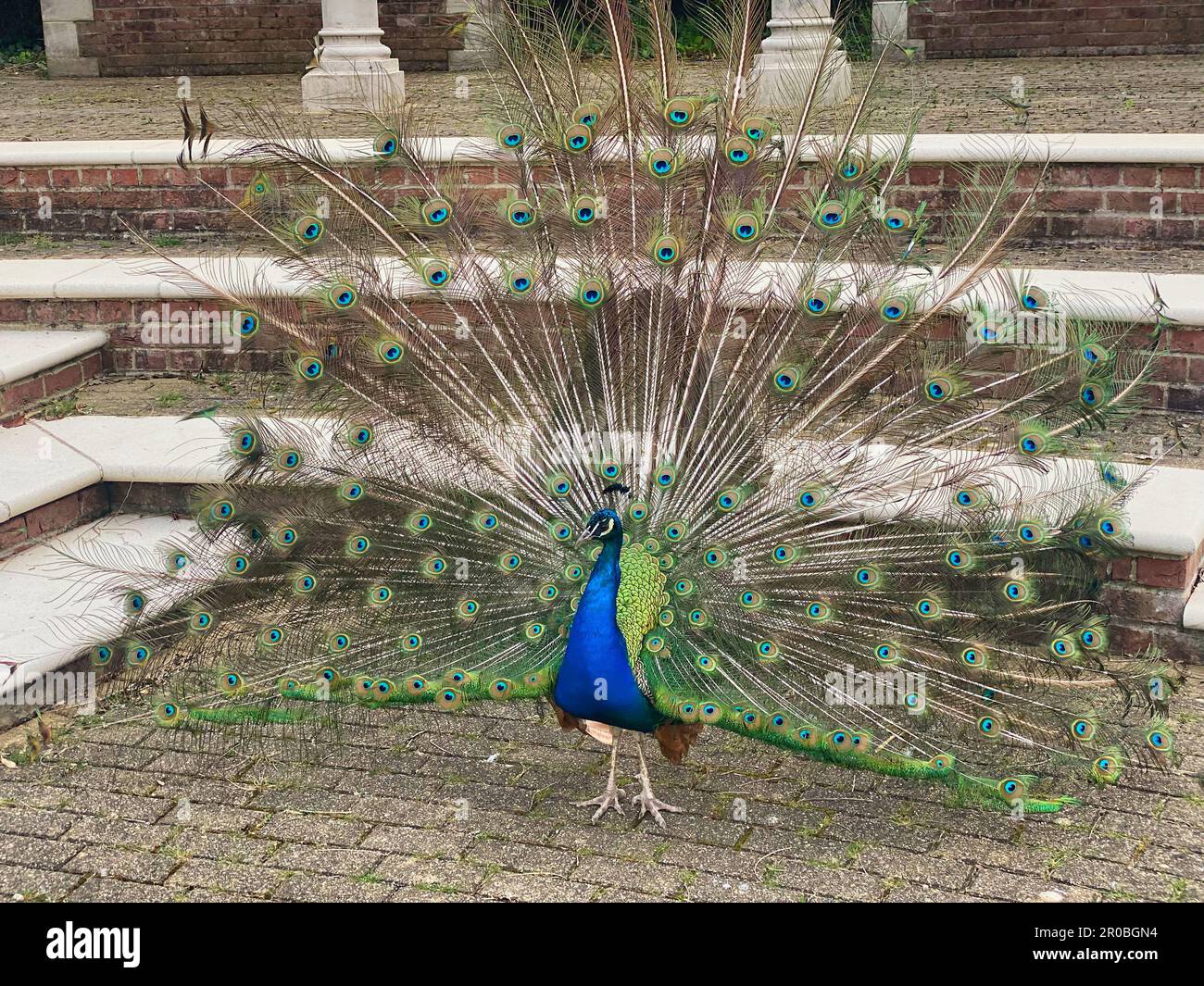 Peacock with spread-out tail feathers Stock Photo - Alamy