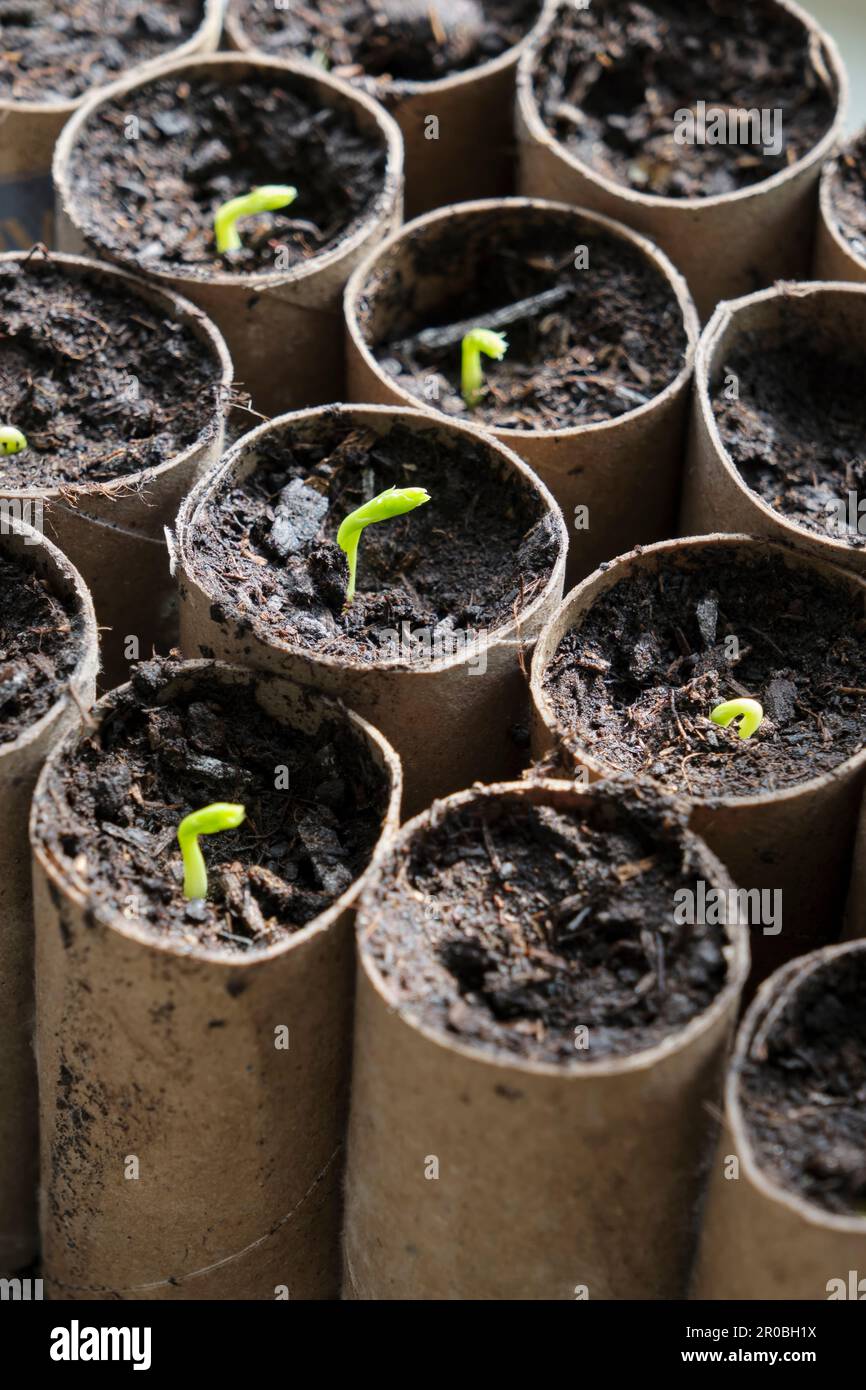 Sugar snap seedlings in toilet paper rolls in front of a window. Green ...