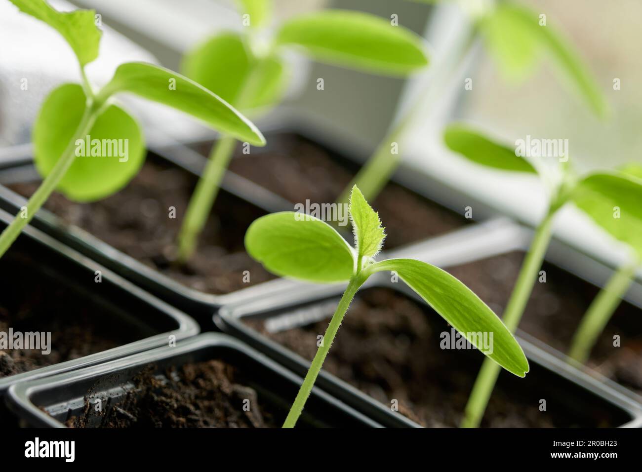 Cucumber plant seedlings in plastic containers in front of a window ...