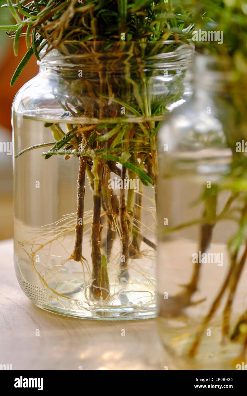 Rooting jar hi-res stock photography and images - Alamy