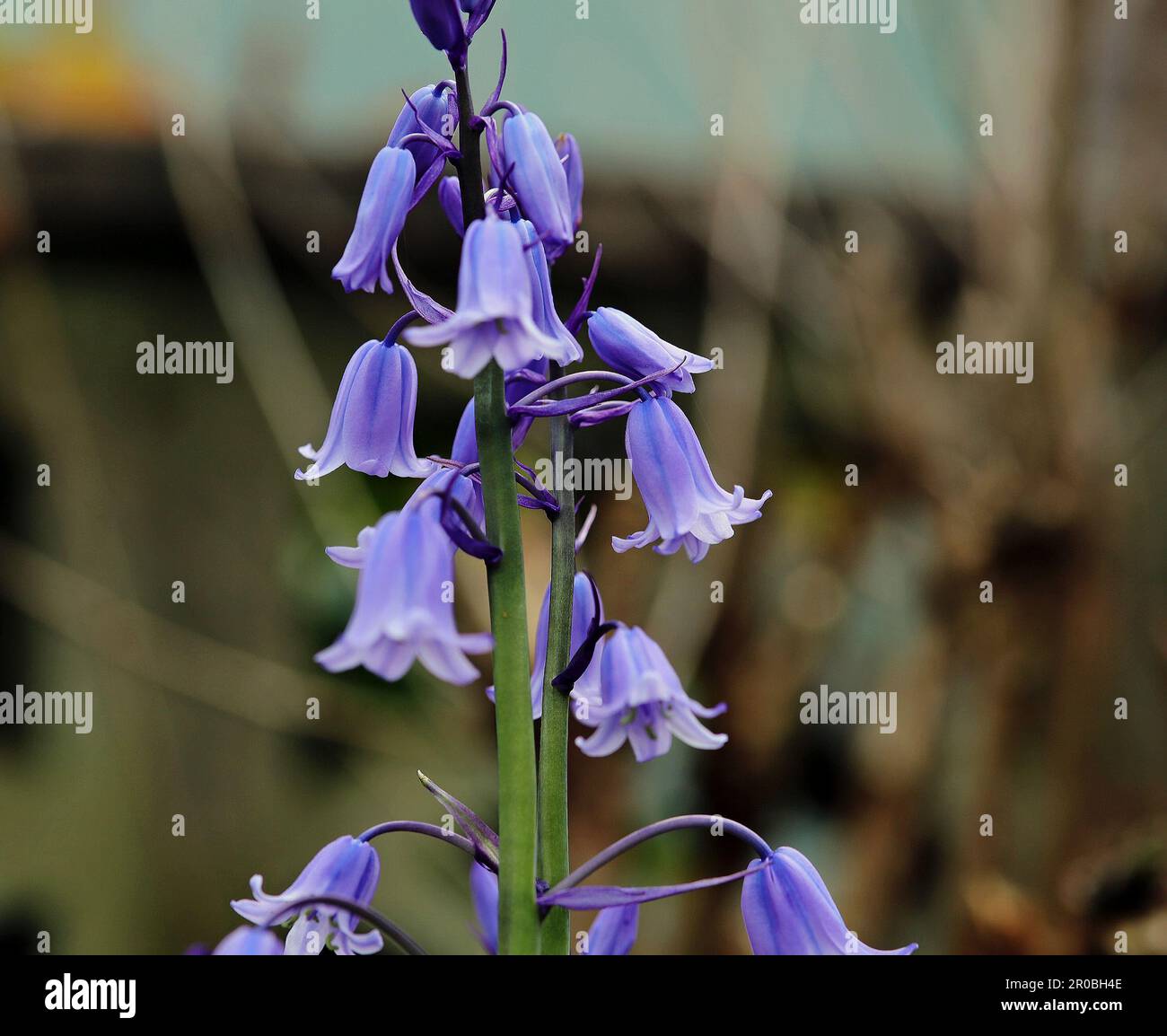 Bluebells flower 2023 Stock Photo - Alamy