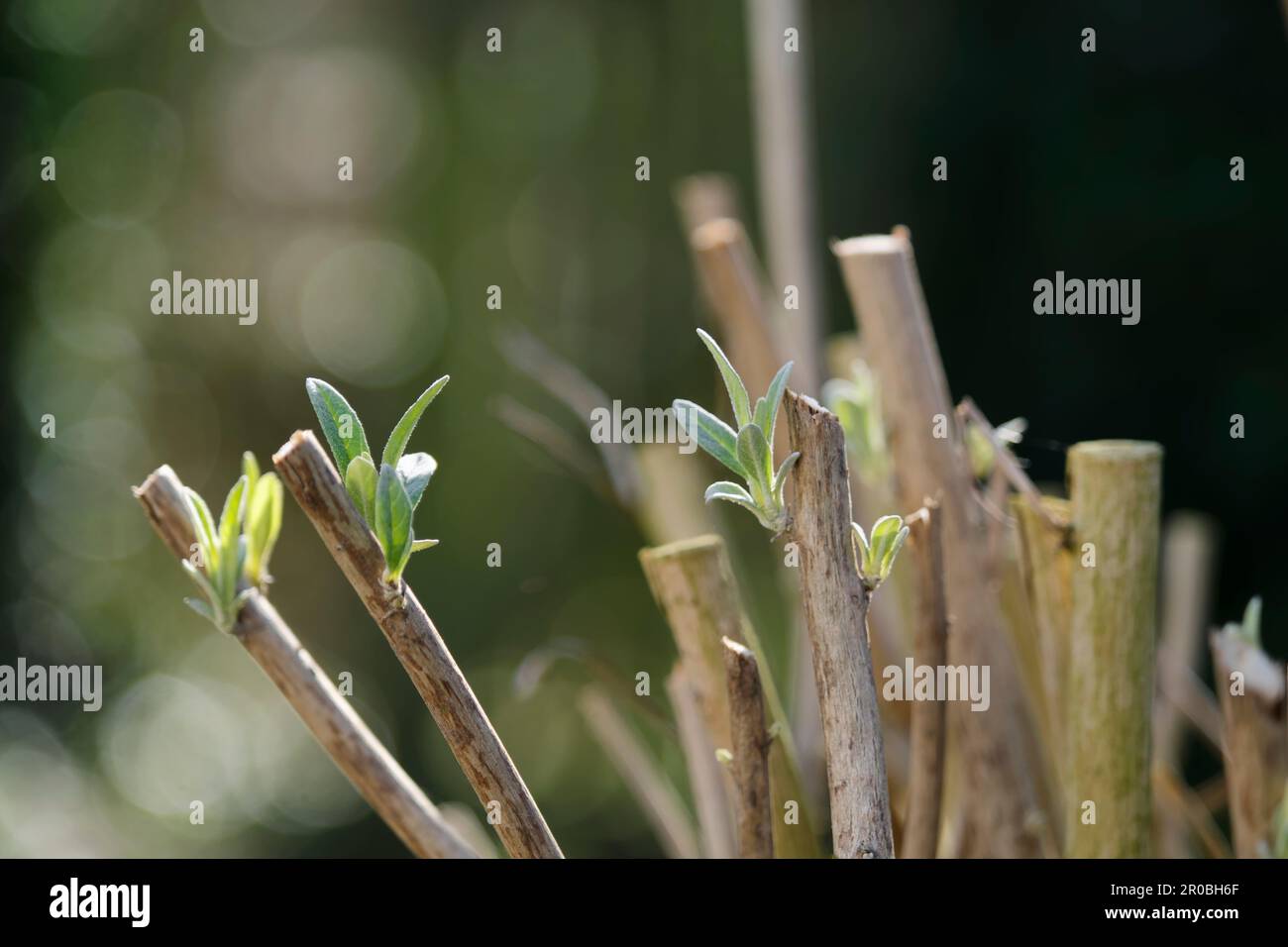 Pruned branches of a butterfly bush or Buddleja davidii growing fresh new leaves in early spring ...