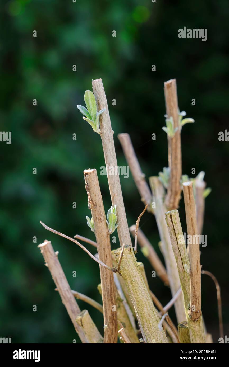Pruned branches of a butterfly bush or Buddleja davidii growing fresh ...