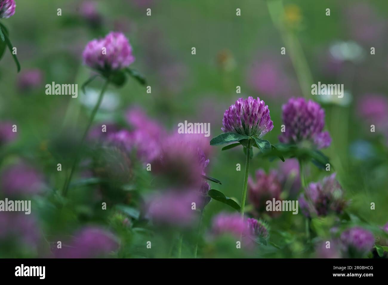 Clover flowers in a lawn seen up close Stock Photo - Alamy