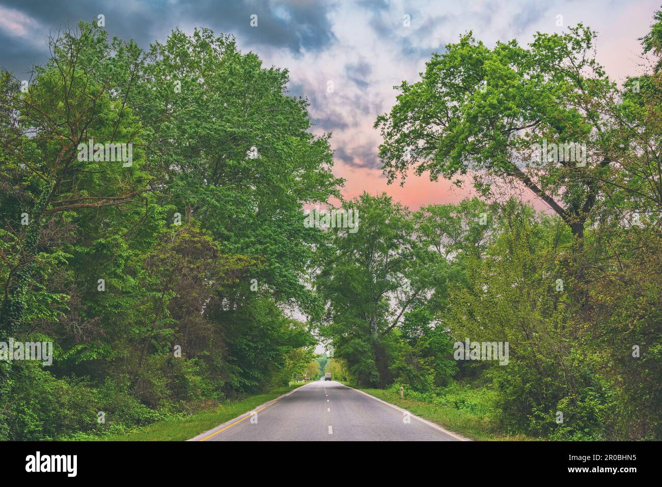 Jungle road between green trees hi-res stock photography and images - Alamy