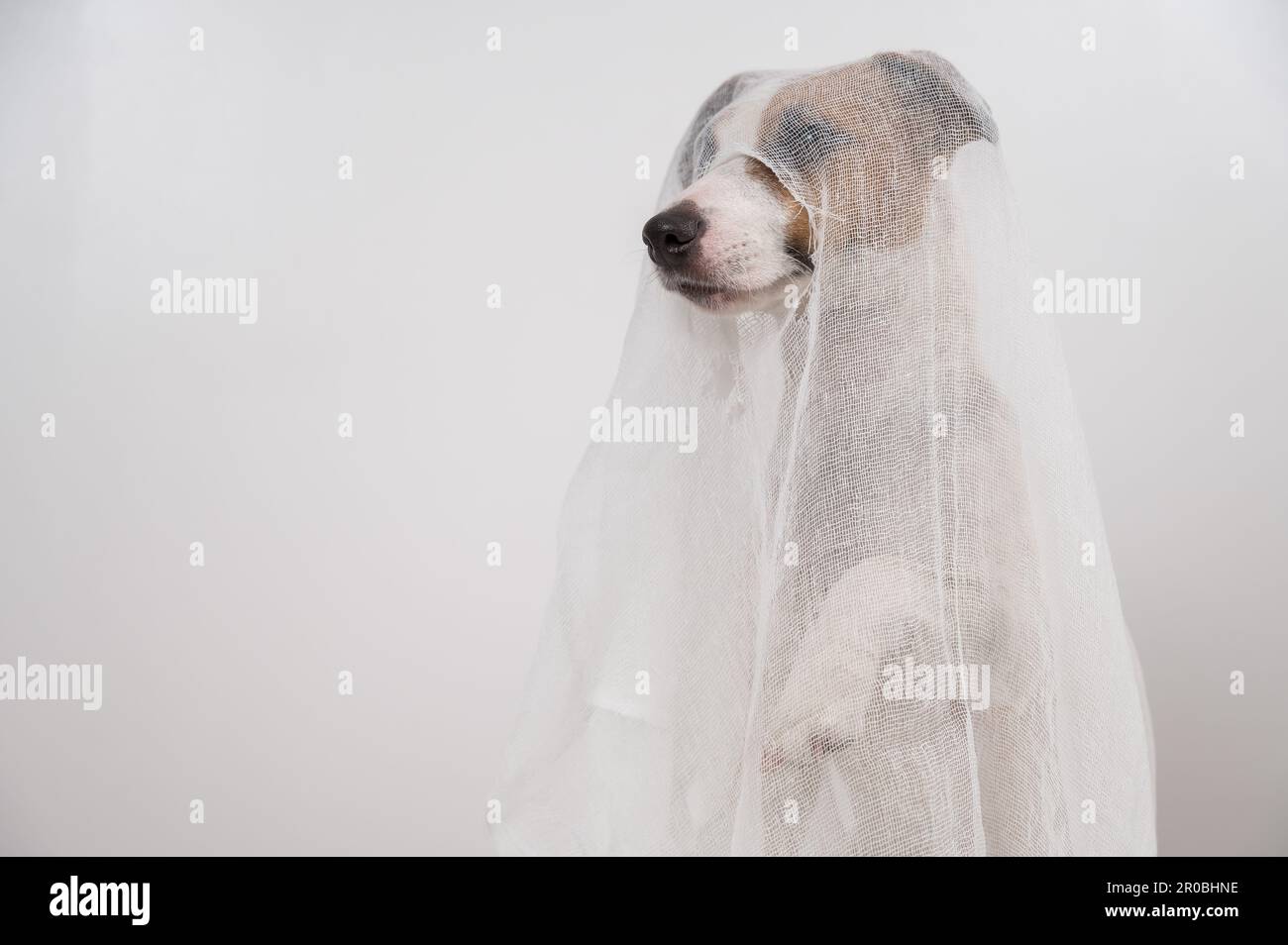 Dog Jack Russell Terrier in a ghost costume on a white background Stock ...