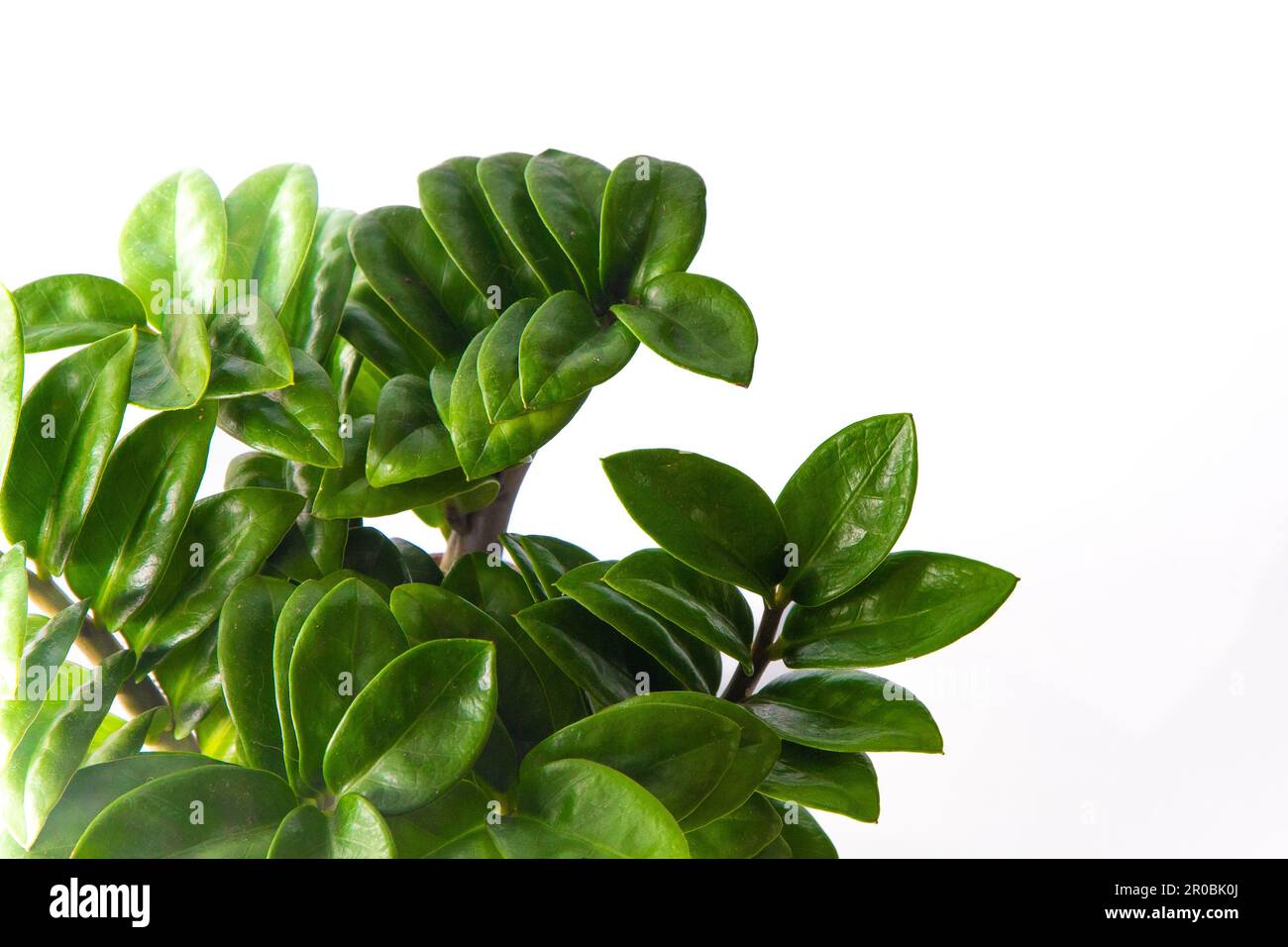 Mini Zamioculcas. Green home zamiifolia flower in a white pot. Grow ...