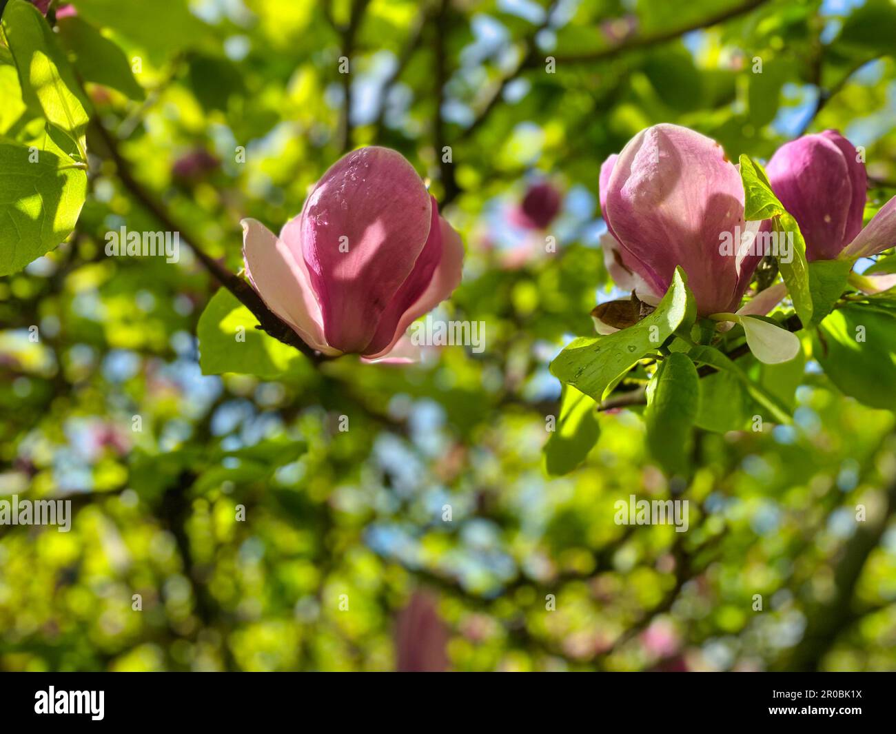 Pink flower tree in park hi-res stock photography and images - Alamy