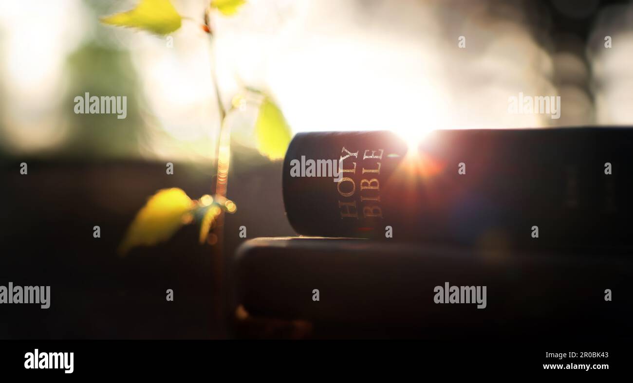 Intense light shines through the leaves of trees in a beautiful forest ...