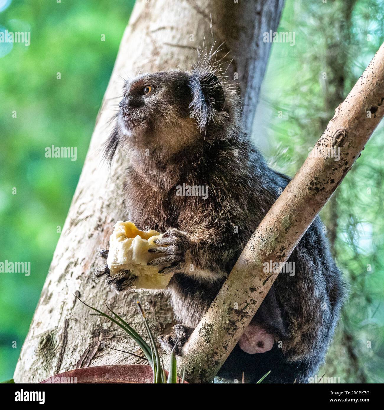 The black-tufted marmoset, Callithrix penicillata also known as Mico ...
