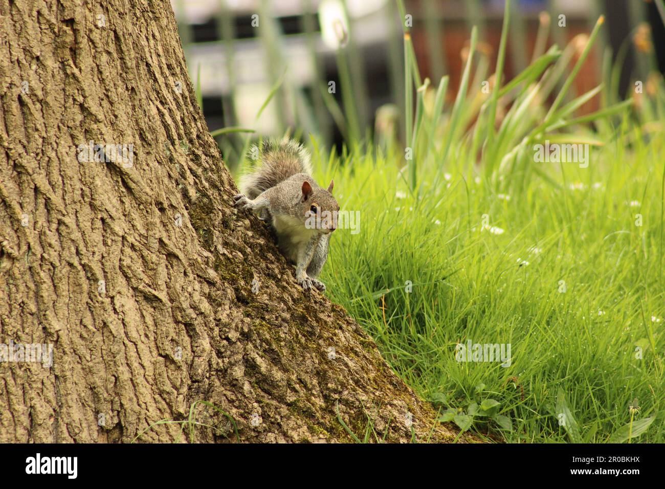 Squirrel on a tree Stock Photo - Alamy