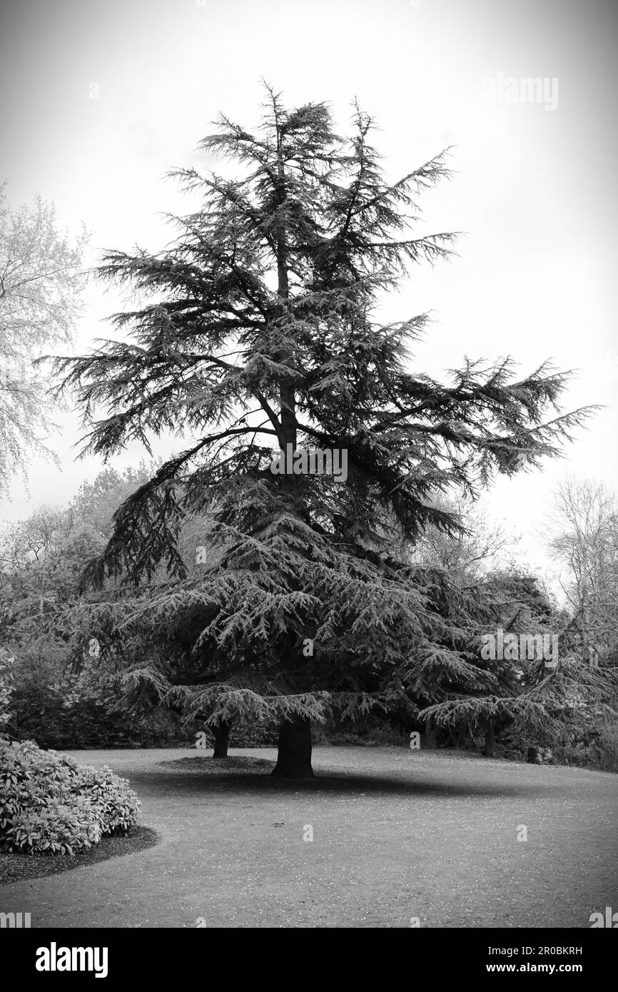 Fir tree in black & white Stock Photo - Alamy