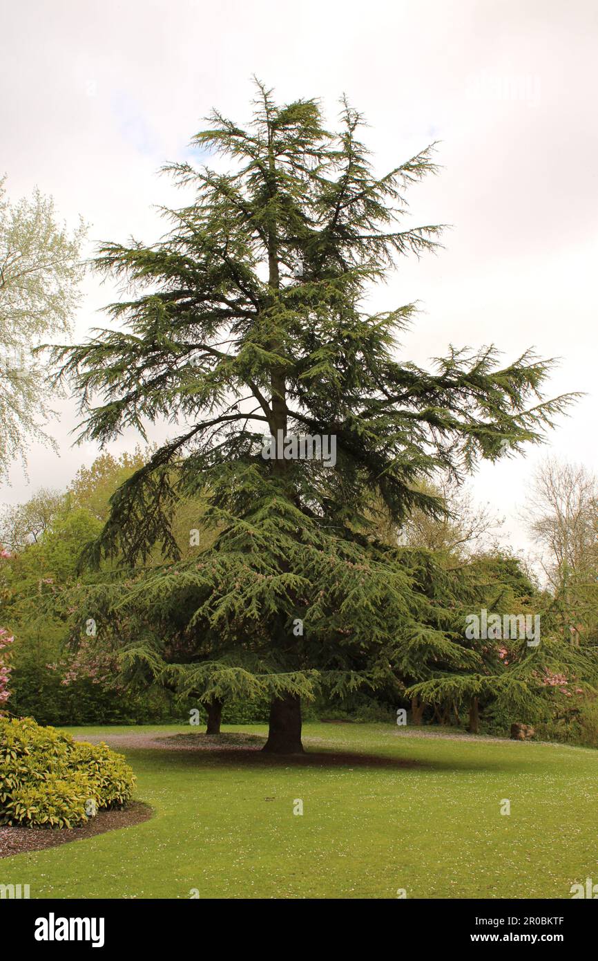 Pinaceae family hi-res stock photography and images - Alamy
