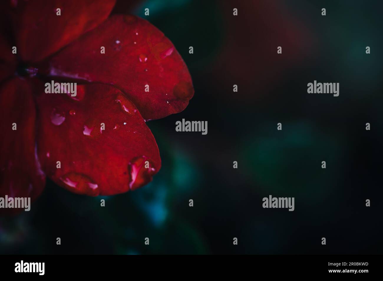 Rain on a flower hi-res stock photography and images - Alamy