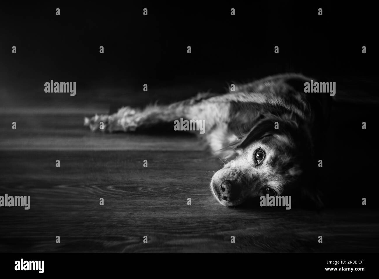 Dog laying in window light looking at camera Stock Photo - Alamy