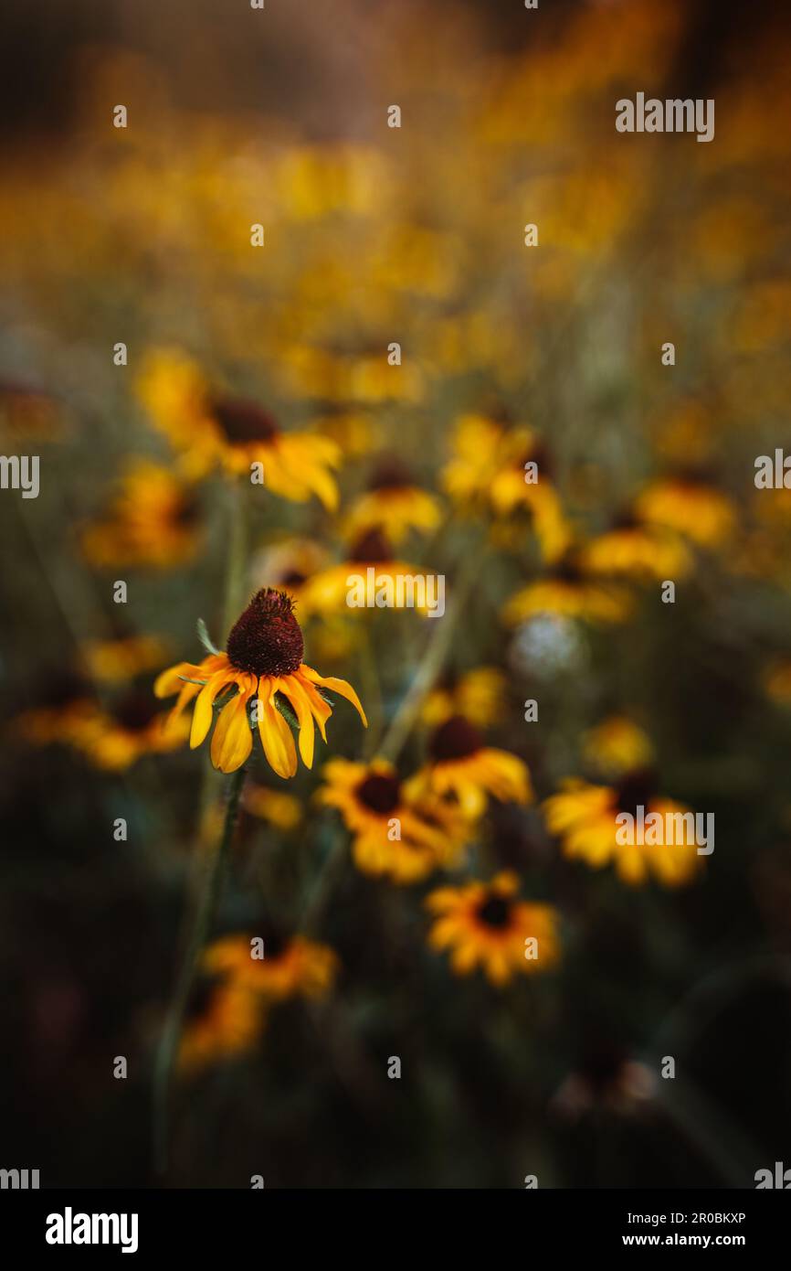 Single in focus flower hi-res stock photography and images - Alamy