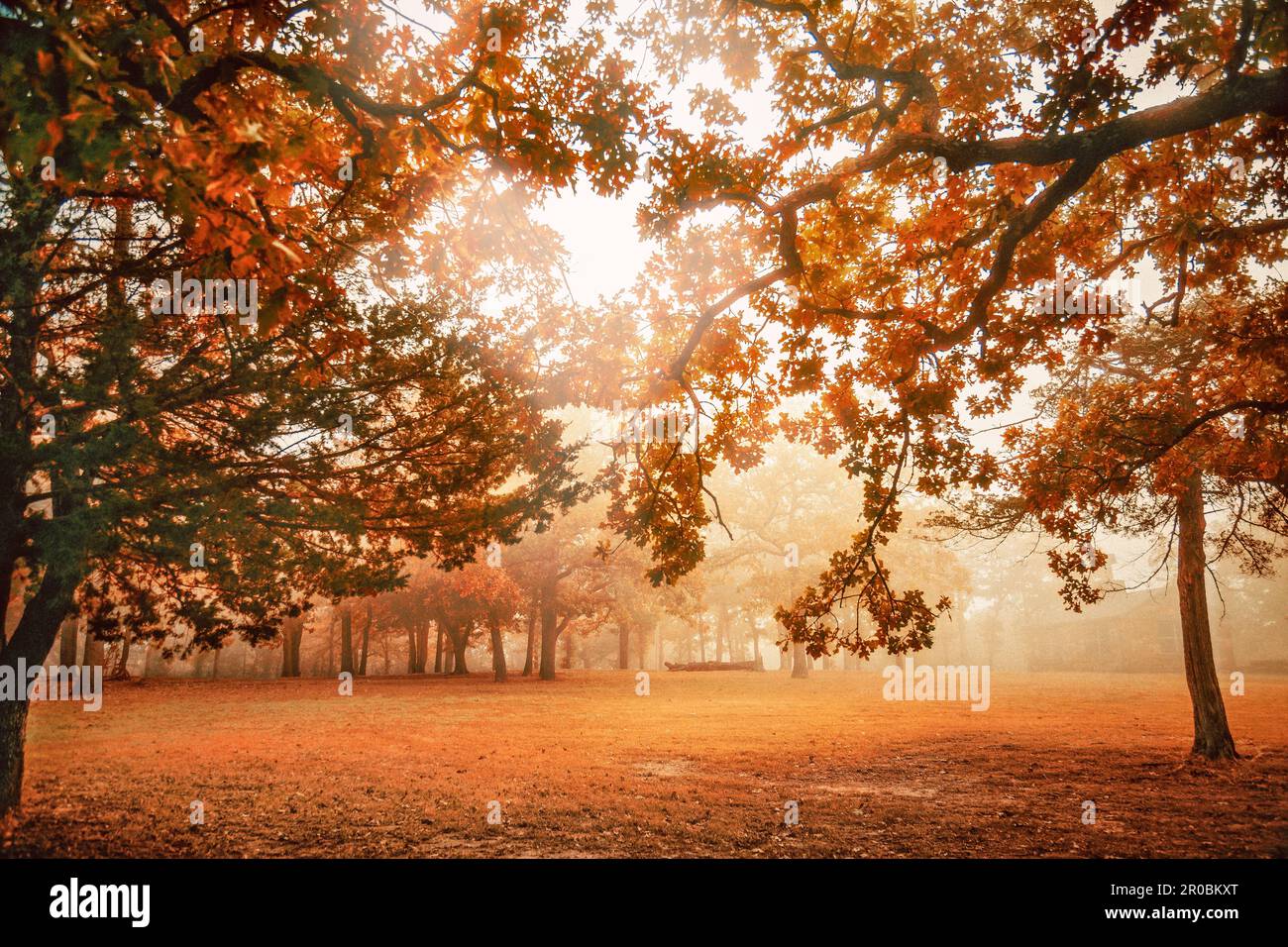 Oklahoma trees hi-res stock photography and images - Alamy