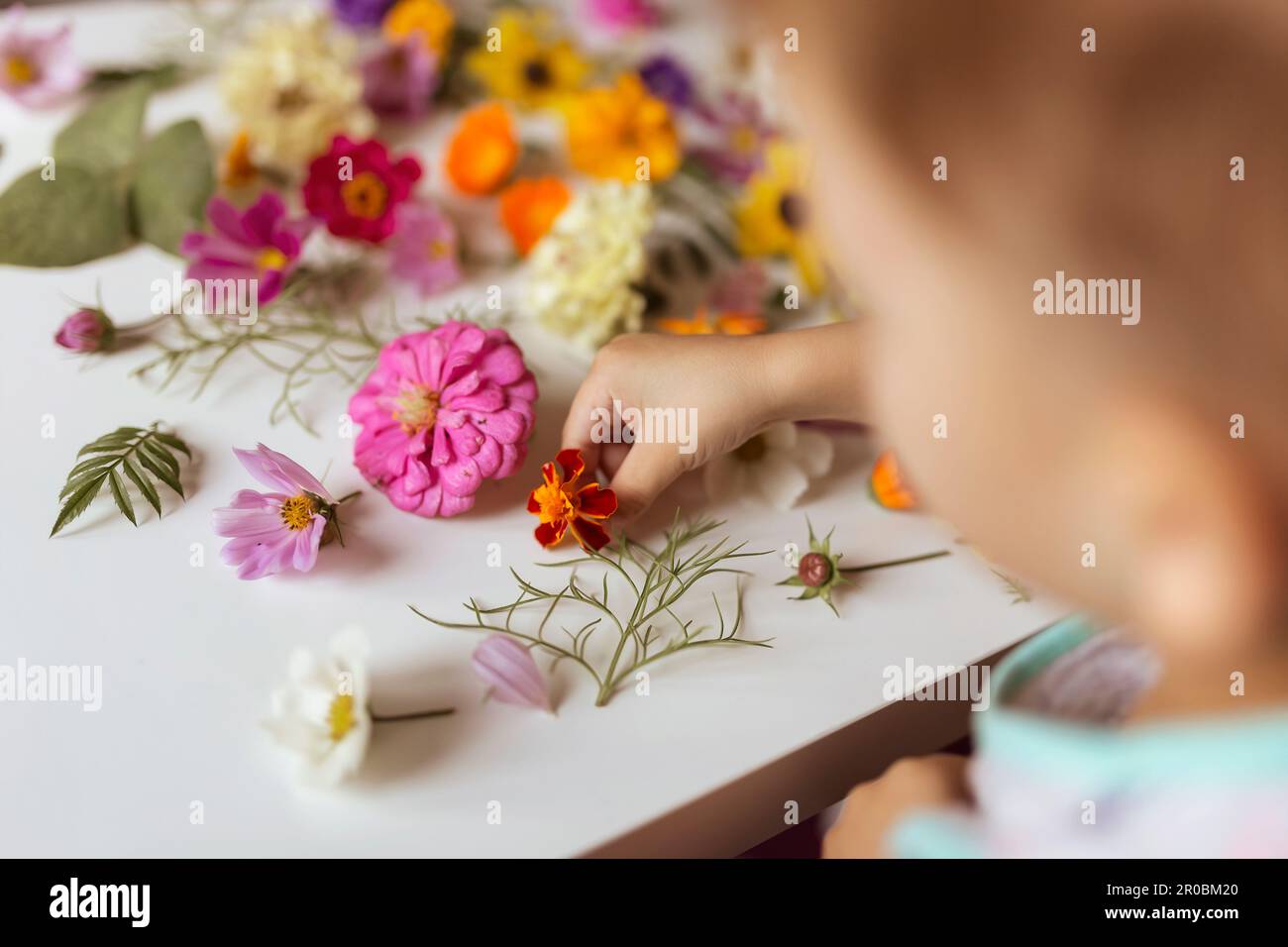 Hand of small child sorting freshly picked flowers of marigolds Stock ...