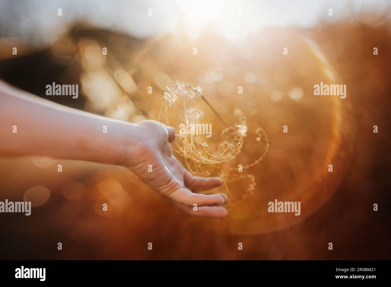 Hand reaching out to branch surrounded by light Stock Photo - Alamy