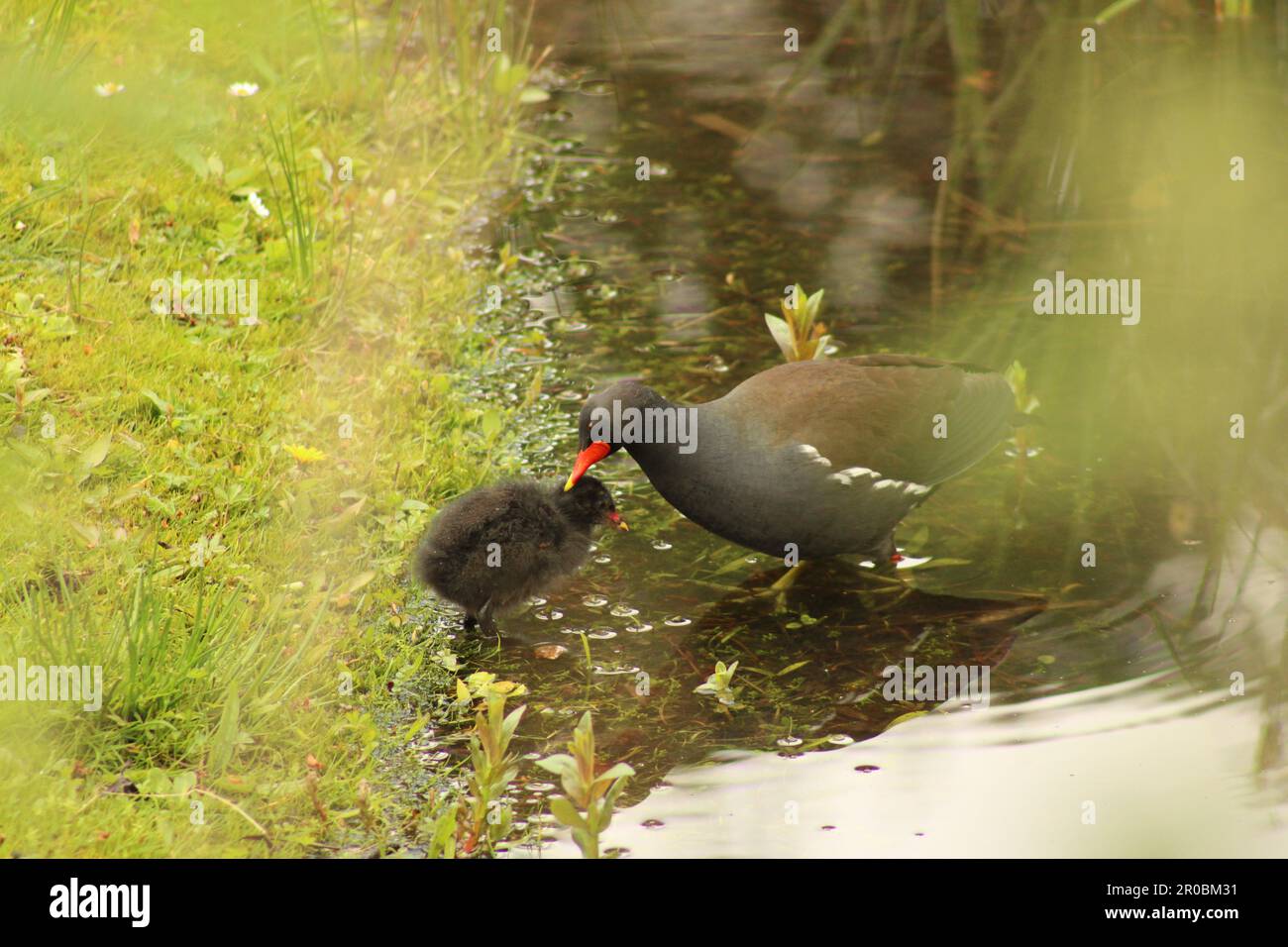 Baby moorhen hi-res stock photography and images - Alamy