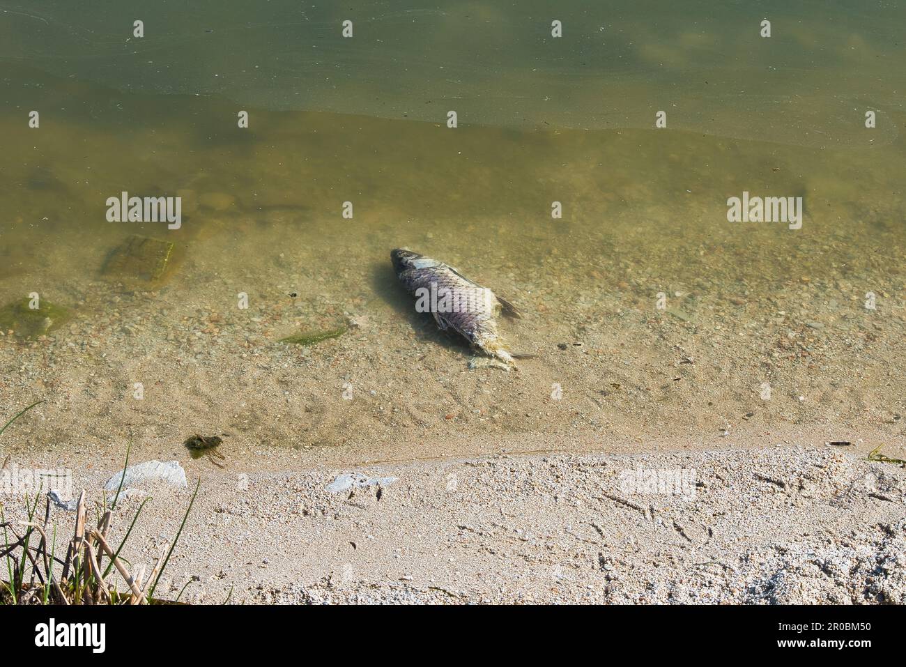 dead fish in Lake Karla due to water shortage, effects of water ...