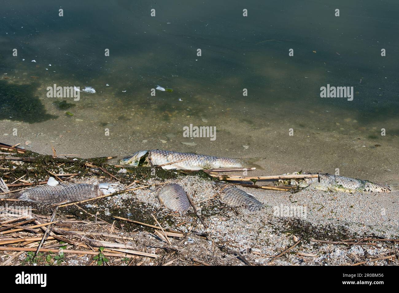 dead fish in Lake Karla due to water shortage, effects of water ...