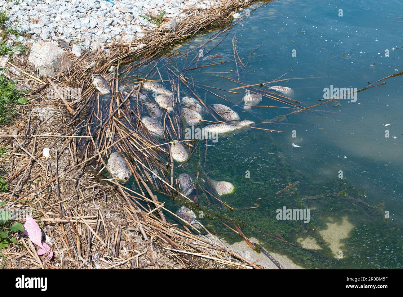 Effects Of Water Pollution On Fish Dead Fish In Lake Karla Due To
