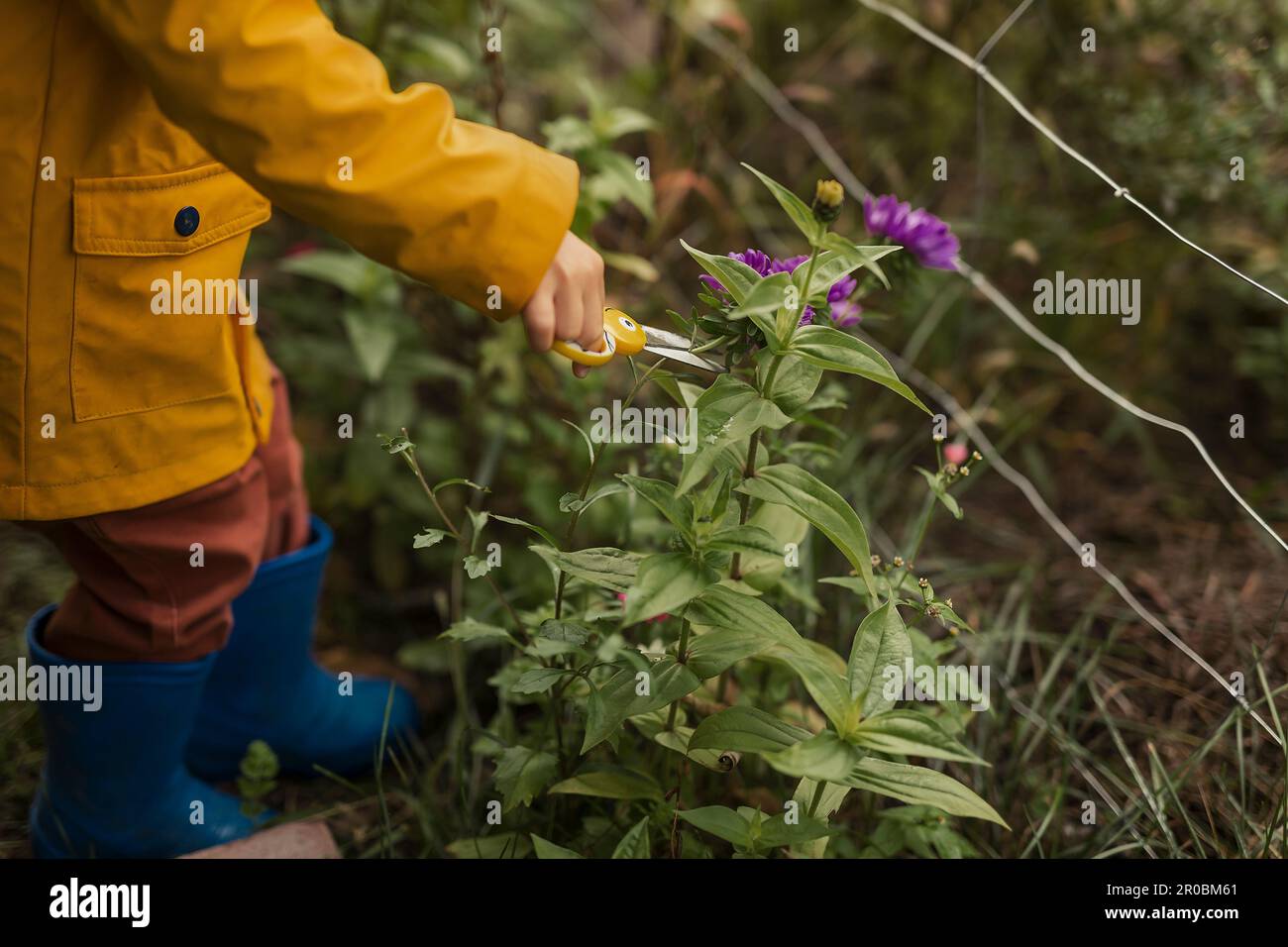 Half bottom body of child cutting down purple astras flowers wit Stock ...