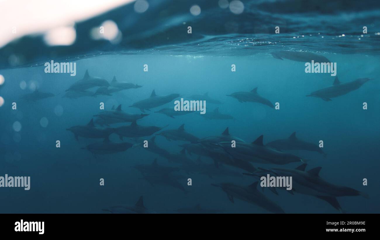 Pod dolphins hi-res stock photography and images - Alamy