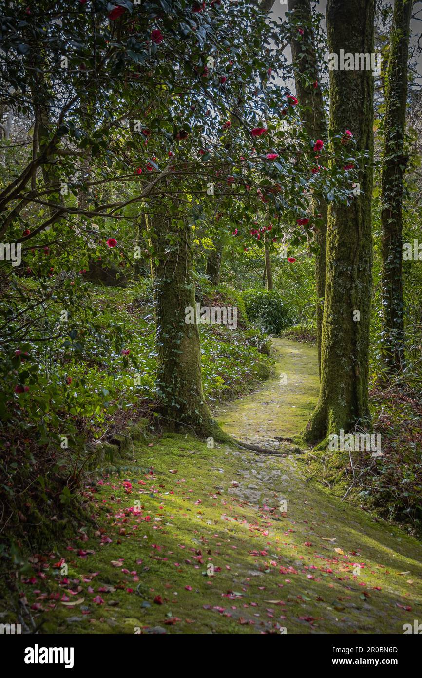 Dreamy pathway hi-res stock photography and images - Alamy