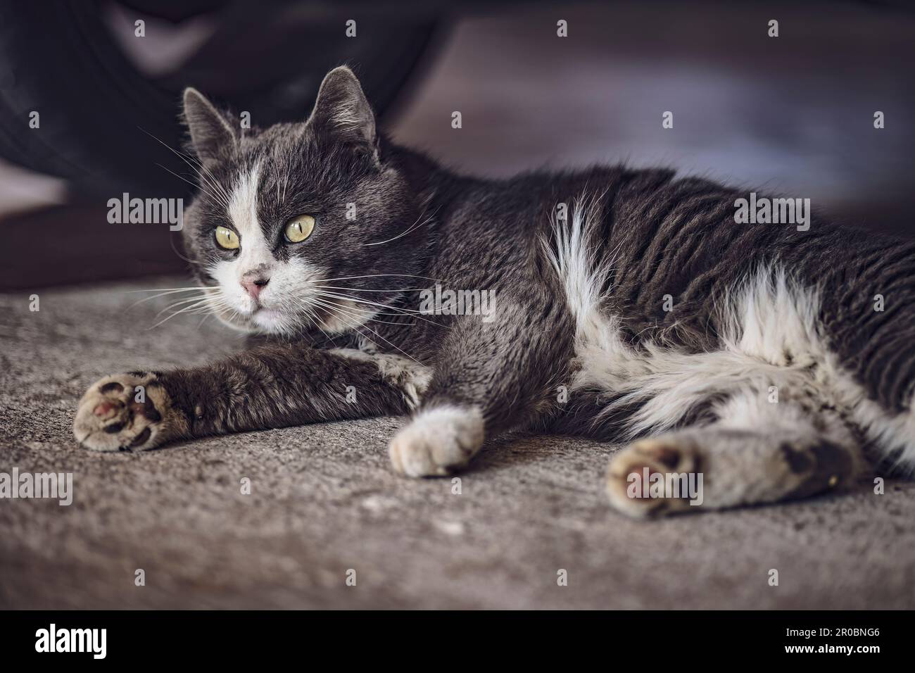 A stray, dirty cat finds shelter and rest beneath a parked car ...