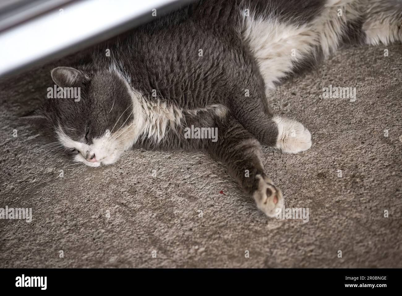 A stray, dirty cat finds shelter and rest beneath a parked car ...