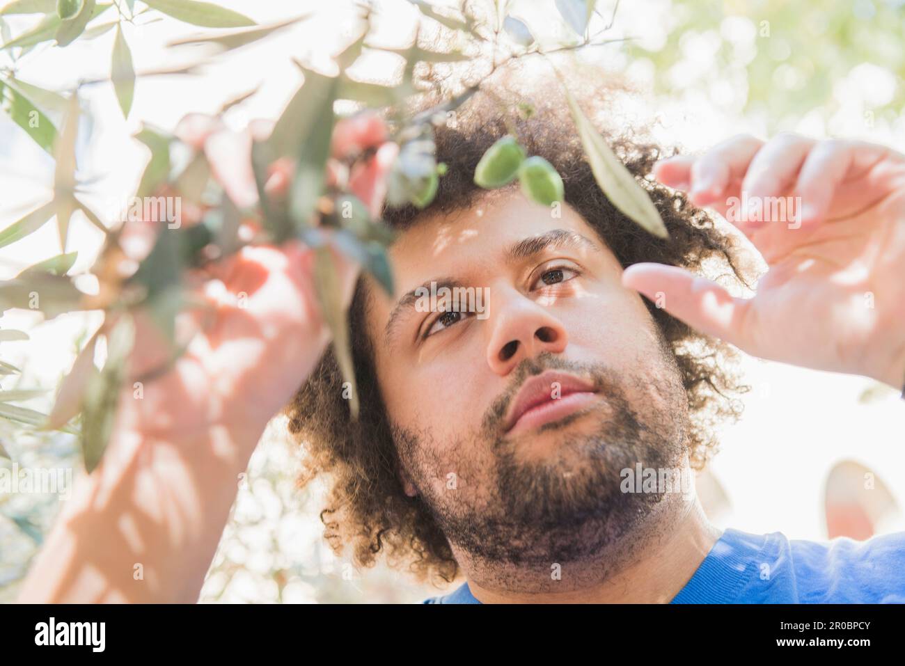 Young man looking at olive tree Stock Photo - Alamy