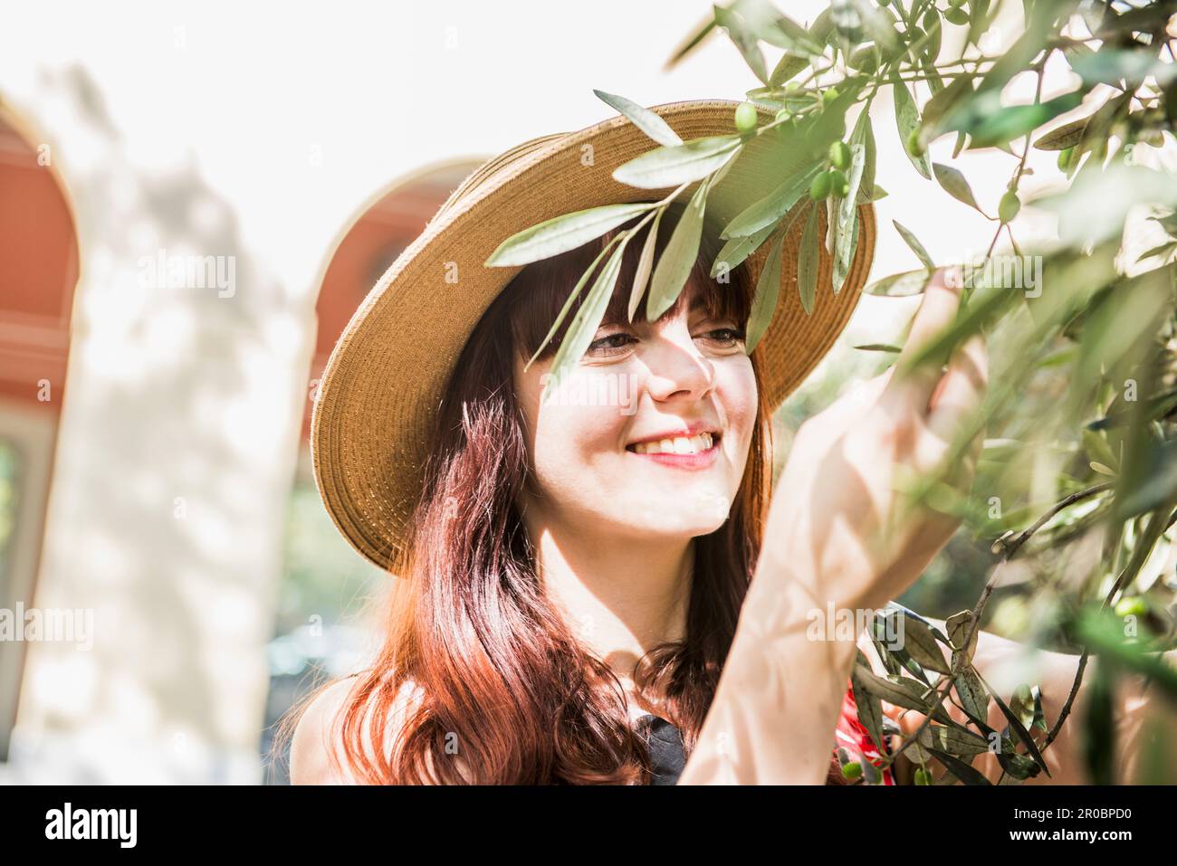 Beautiful young olive tree hi-res stock photography and images - Alamy