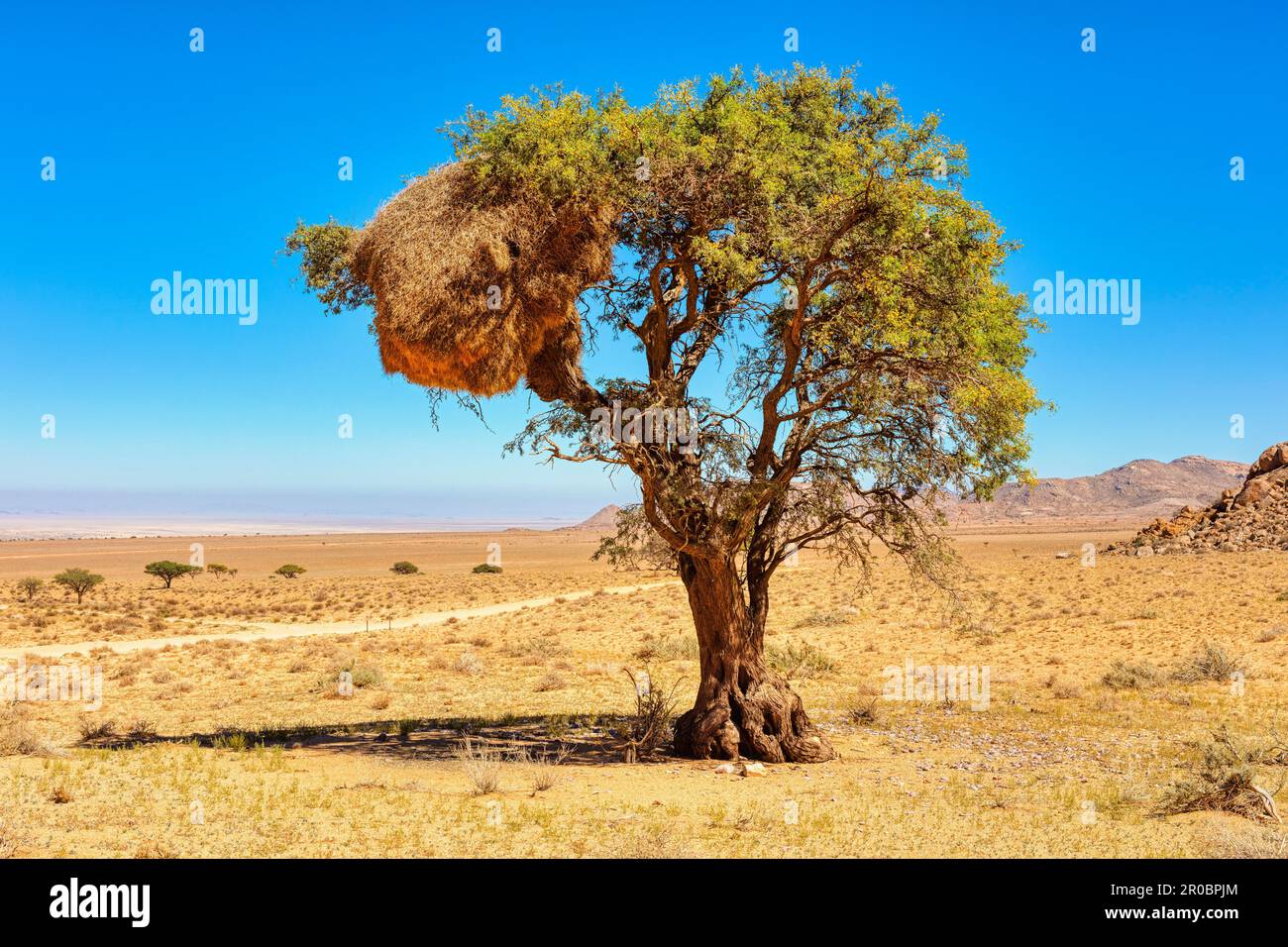 Social Weaver nest in a tree canopy, Aus, Namibia, Africa Stock Photo ...